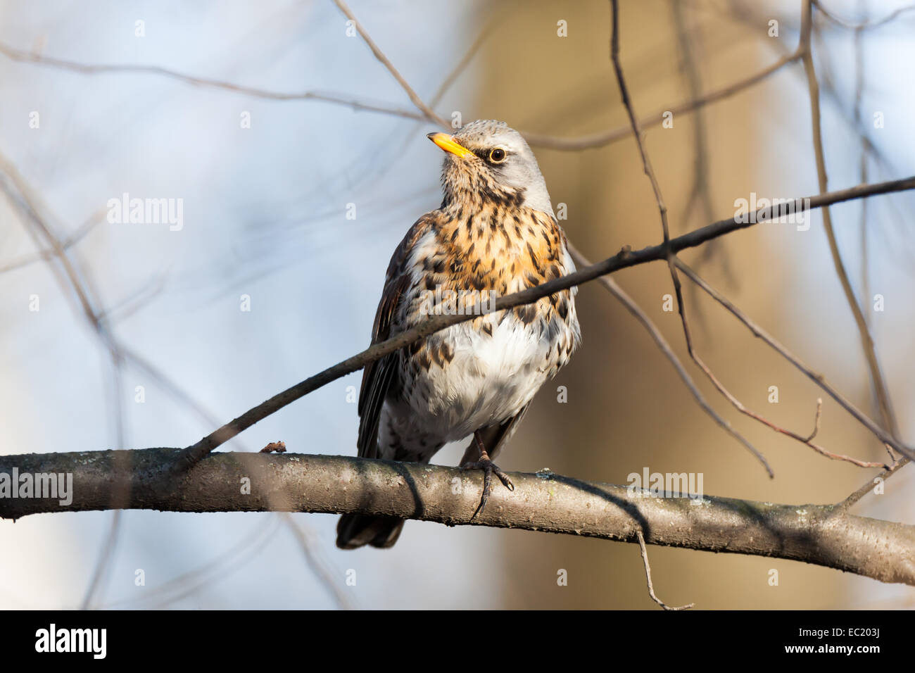Timirjazevsky park, Moscow. Russia. Turdus pilaris, Fieldfare. Wild ...