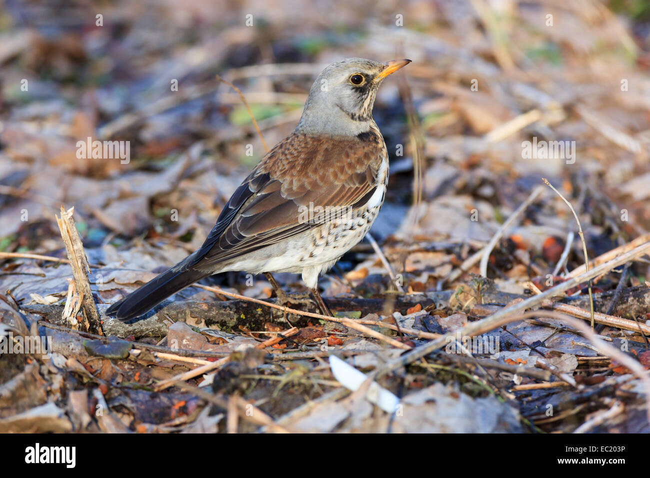 Timirjazevsky park, Moscow. Russia. Turdus pilaris, Fieldfare. Wild ...