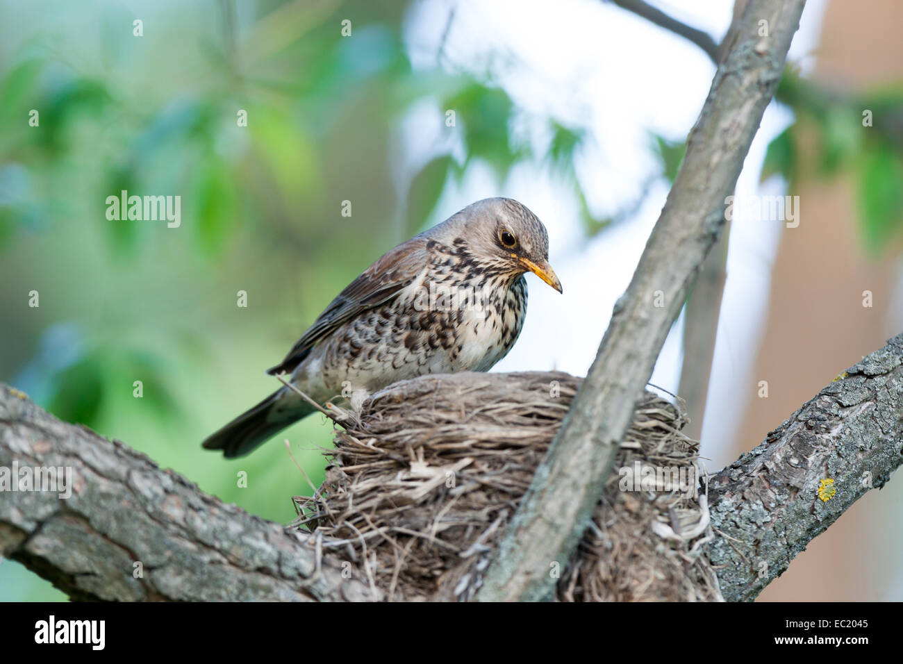 Fieldfare nest hi-res stock photography and images - Alamy