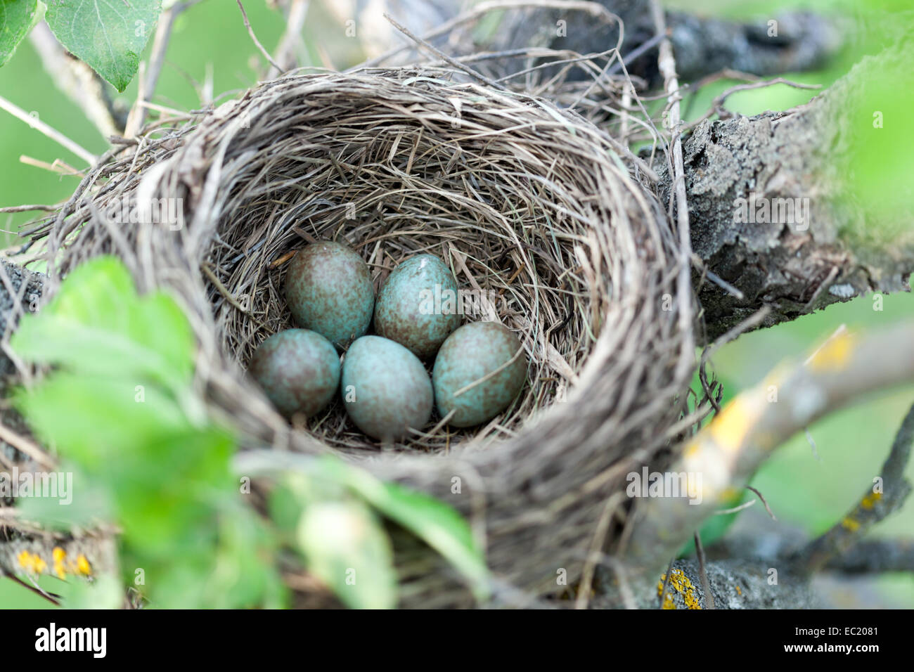 Turdus pilaris, Fieldfare. Nest of a bird in the nature Stock Photo - Alamy