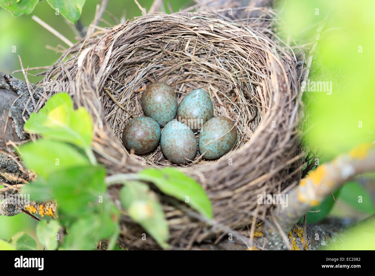 Turdus pilaris, Fieldfare. Nest of a bird in the nature Stock Photo - Alamy
