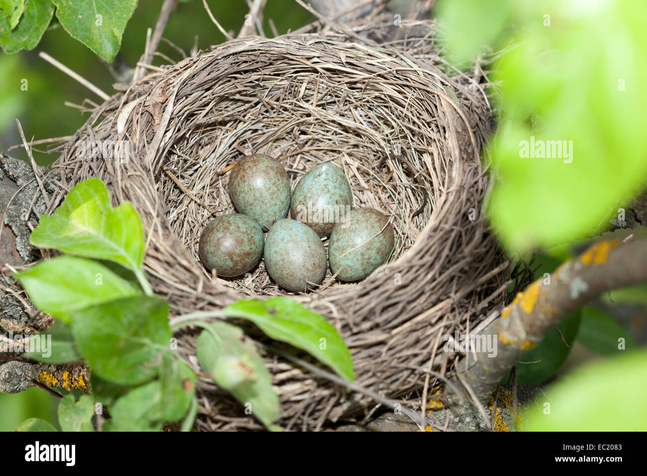 Turdus pilaris, Fieldfare. Nest of a bird in the nature Stock Photo - Alamy