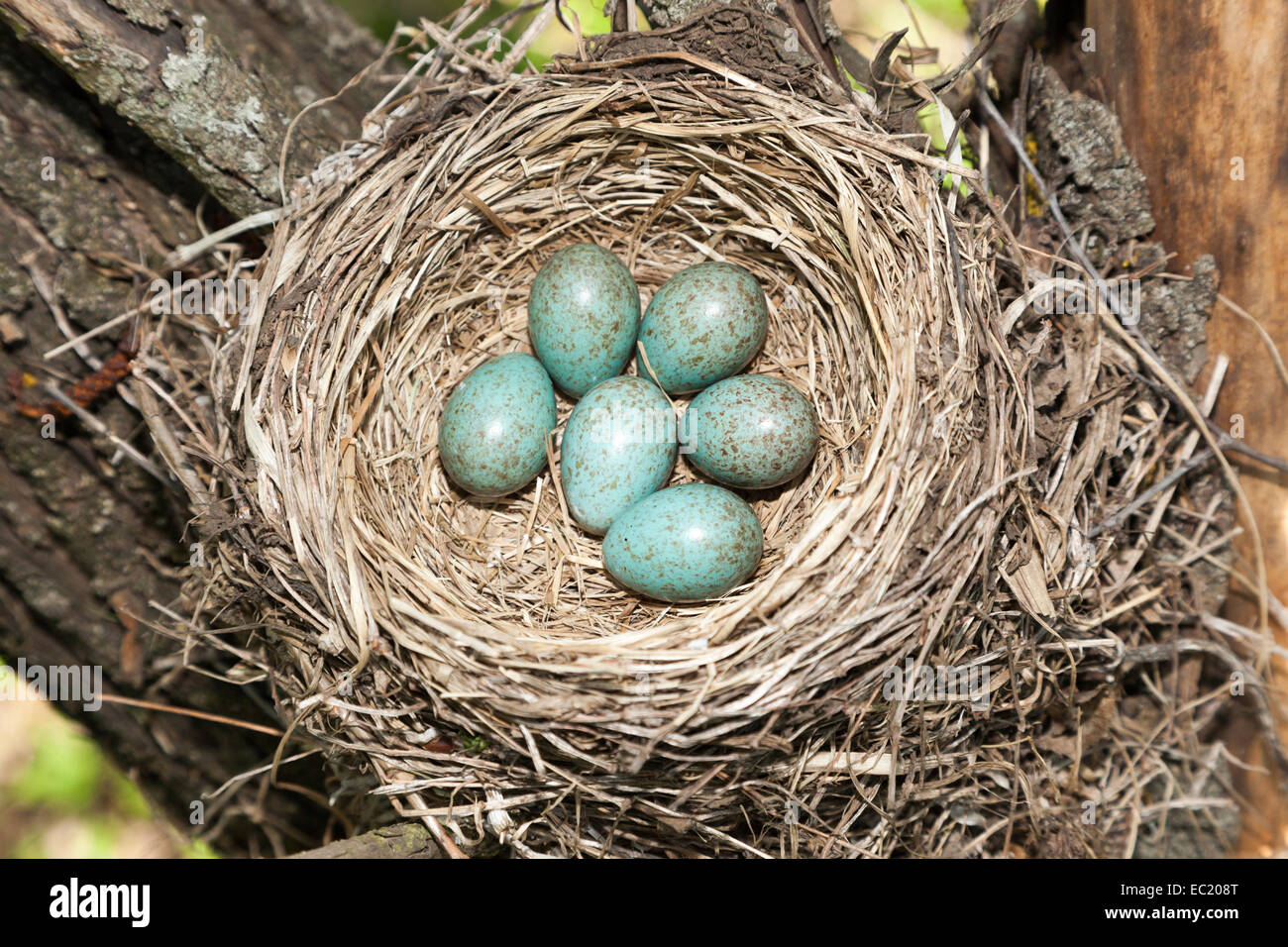Turdus pilaris, Fieldfare. Nest of a bird in the nature Stock Photo - Alamy