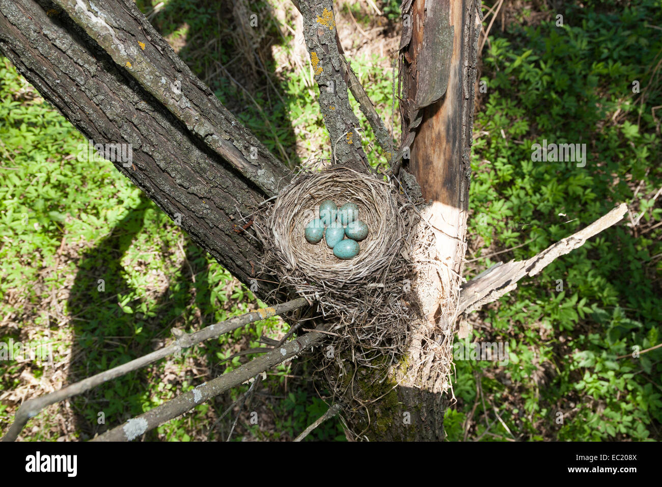 Turdus pilaris, Fieldfare. Nest of a bird in the nature Stock Photo - Alamy