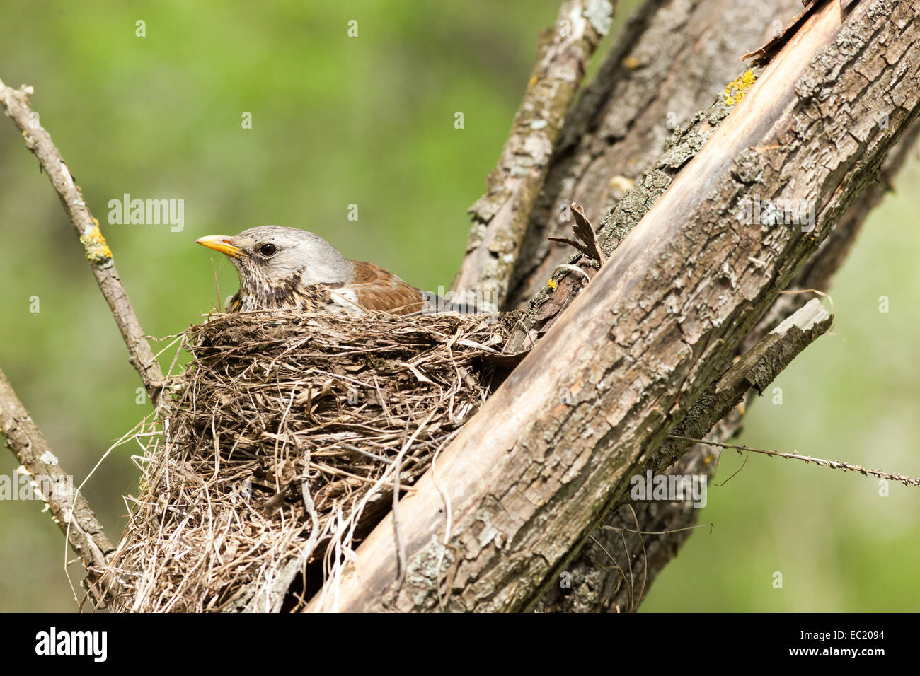 Turdus pilaris, Fieldfare. Nest of a bird in the nature Stock Photo - Alamy