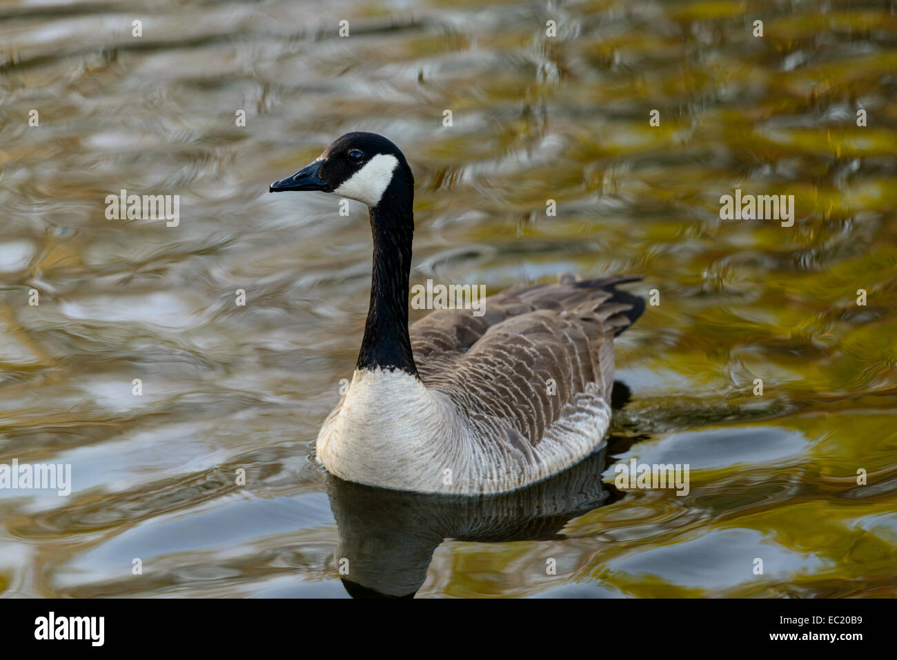 Green goose hi-res stock photography and images - Alamy