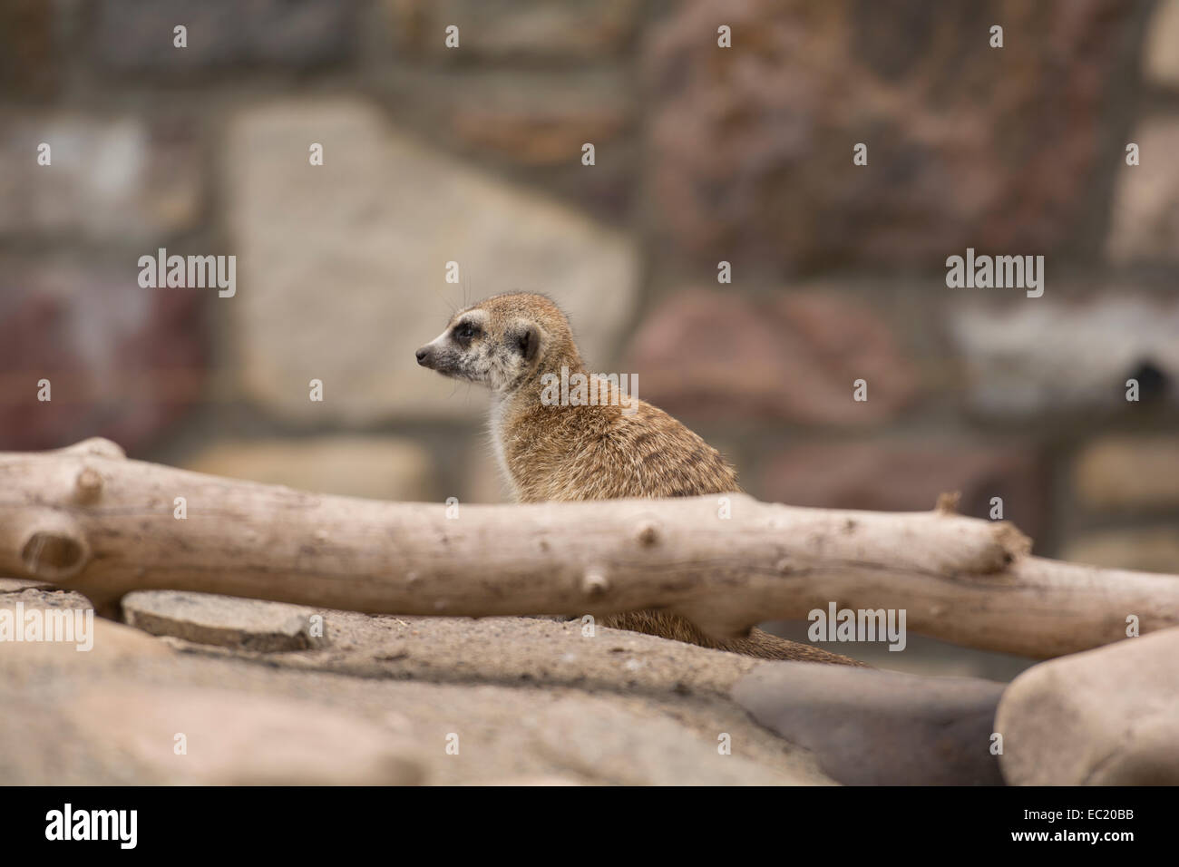 Posing Meerkat High Resolution Stock Photography and Images - Alamy
