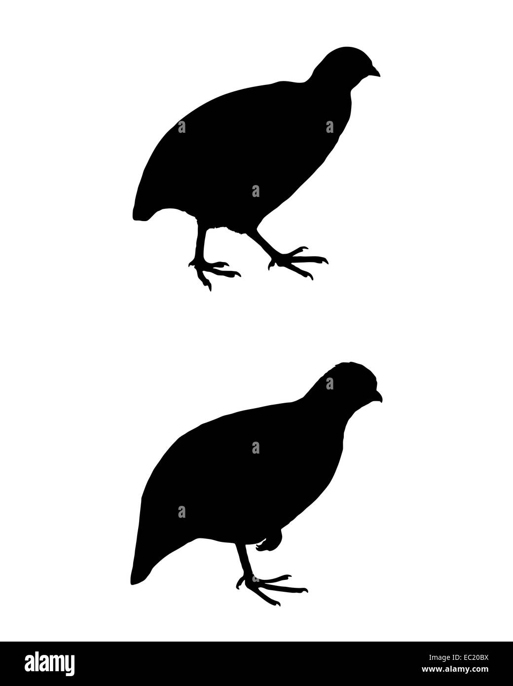 Common quail illustration Cut Out Stock Images & Pictures - Alamy