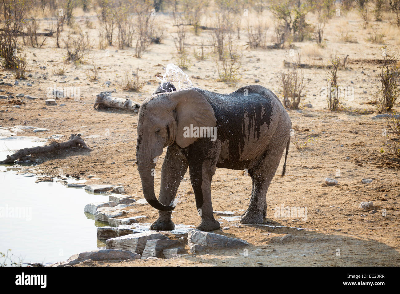 Elephant spraying water hi-res stock photography and images - Alamy