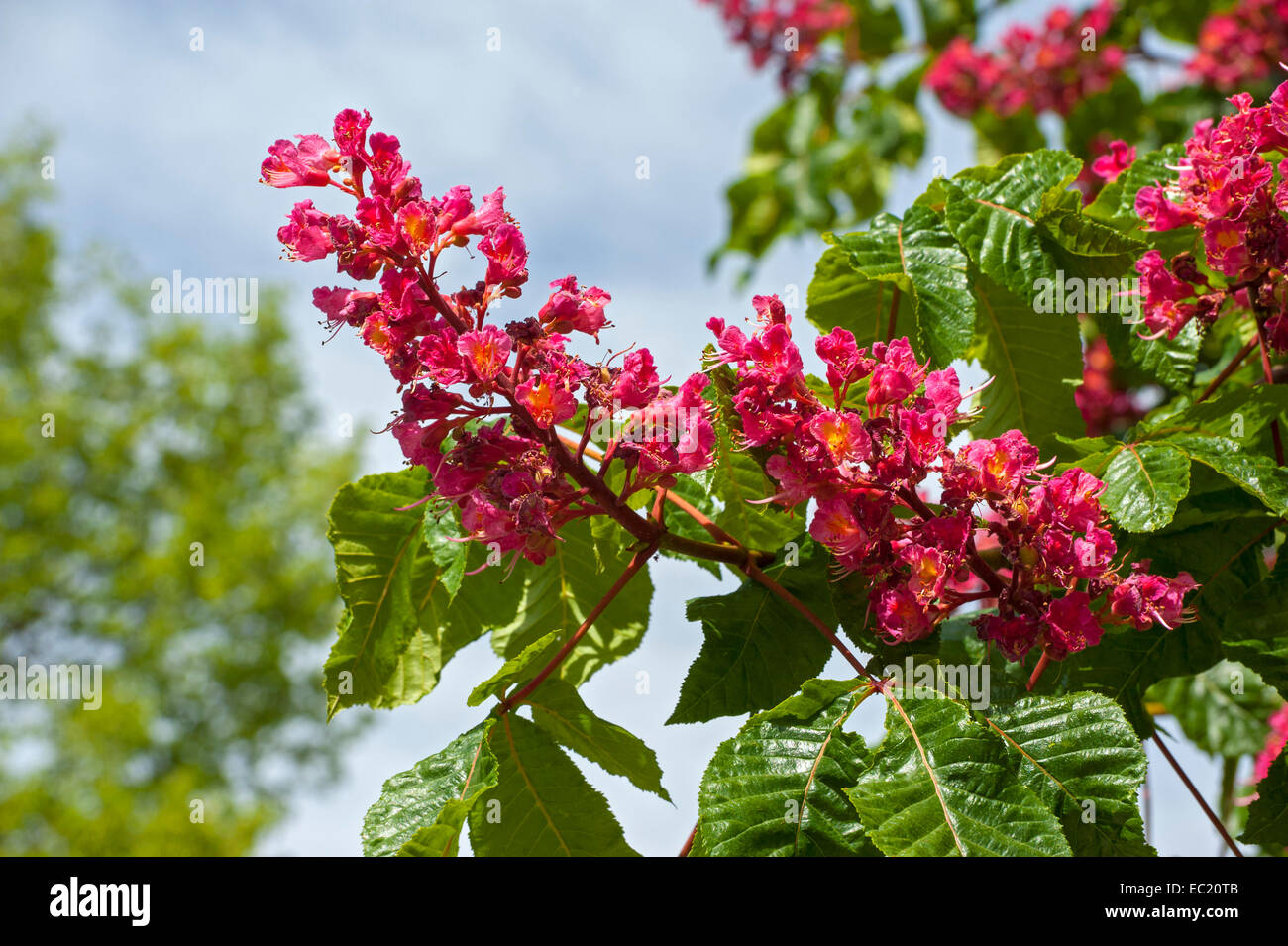 Red Horse Chestnut Tree