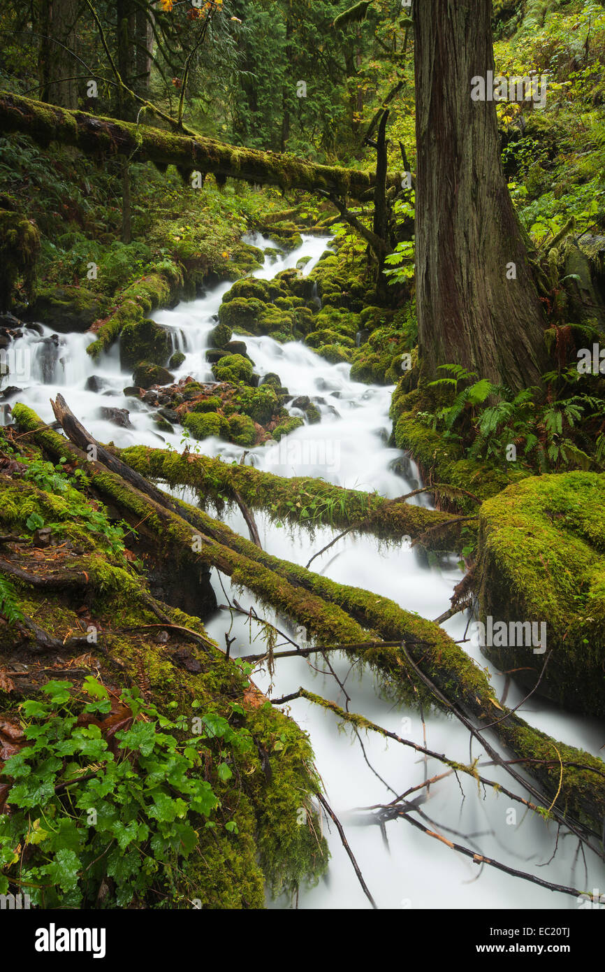 Fairy Falls, waterfall in the Columbia River Gorge, Portland, Oregon ...
