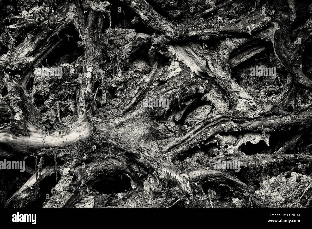 The olympic peninsula hi-res stock photography and images - Alamy