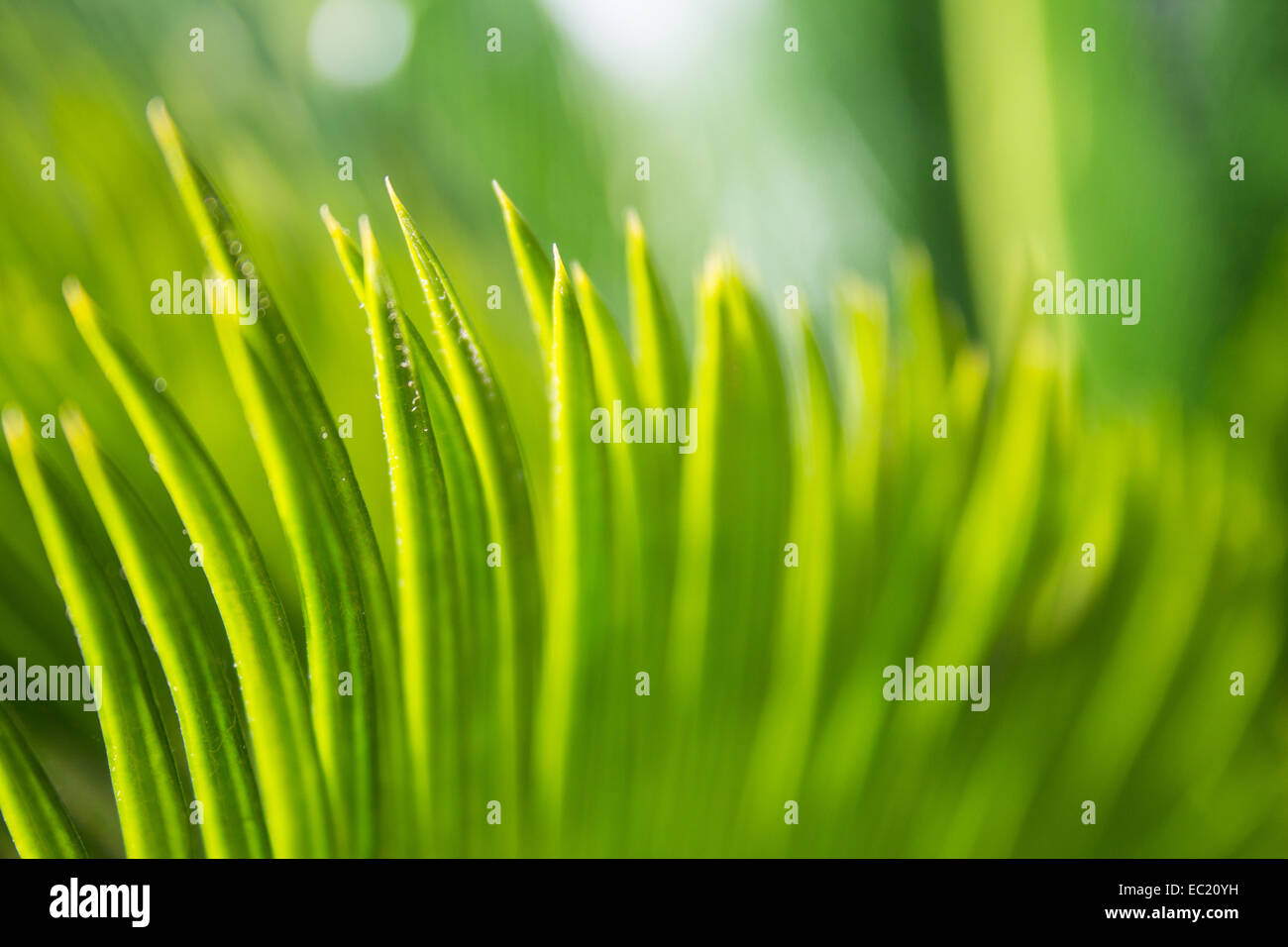 Green fern spiky leaves in hi-res stock photography and images - Alamy