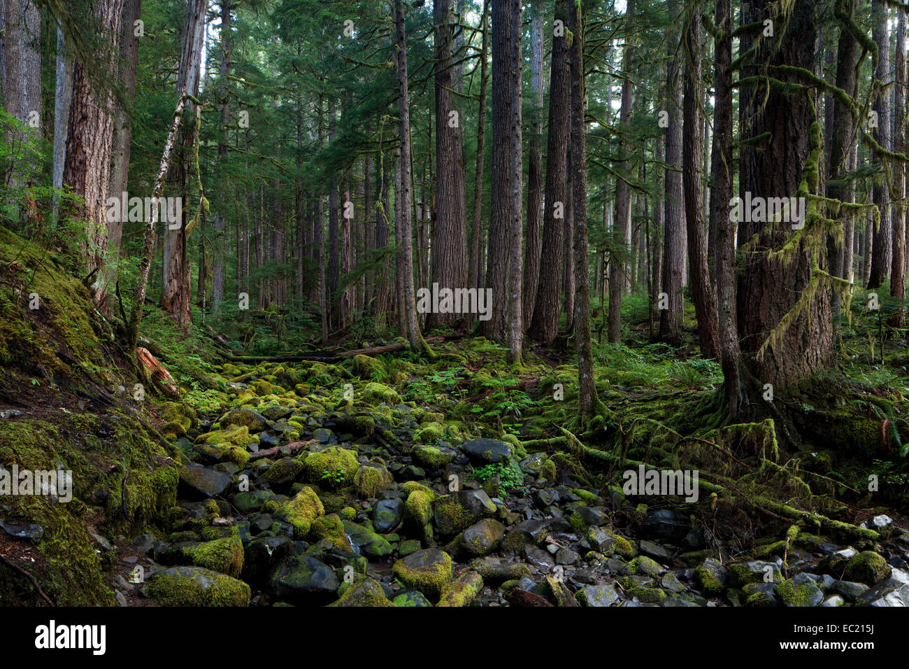 Forest stream in Sol Duc River Valley, Sol Duc Valley, Washington ...