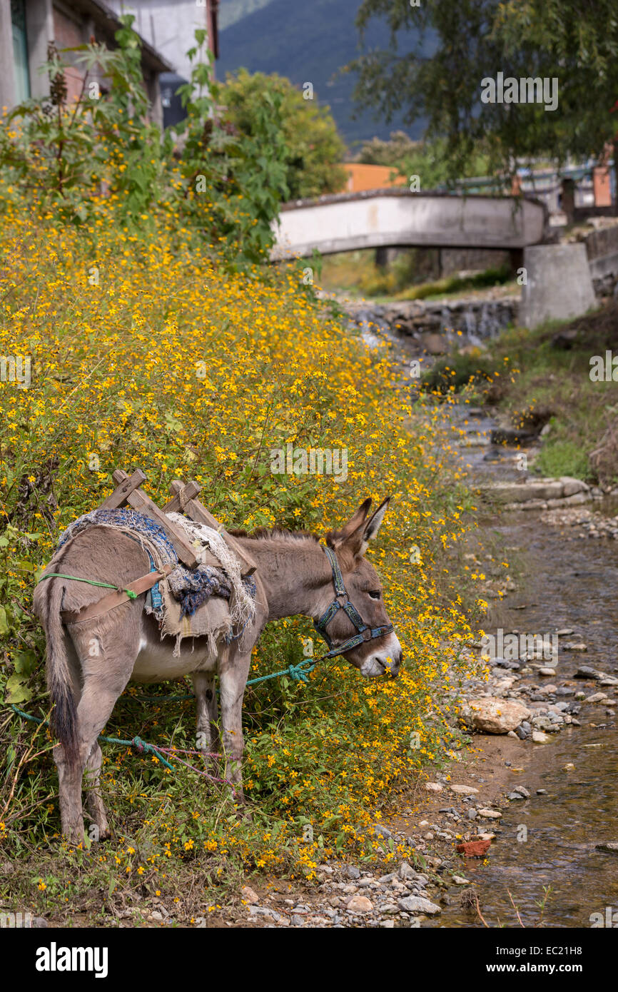 A donkey eats wildflowers along a stream in the village of Teotitlan de ...