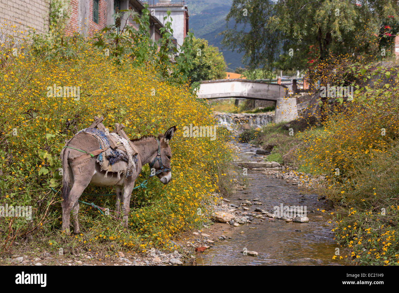 A donkey eats wildflowers along a stream in the village of Teotitlan de ...