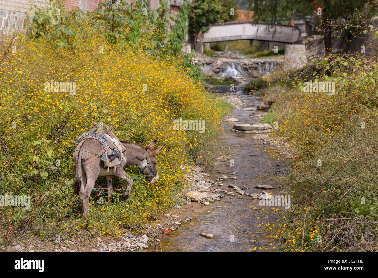 A donkey eats wildflowers along a stream in the village of Teotitlan de ...