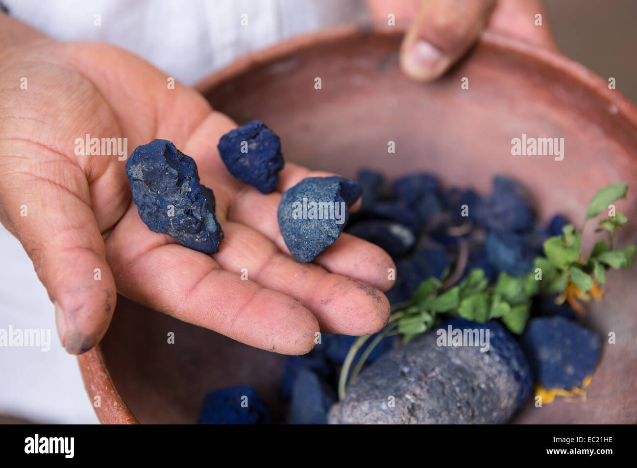 Indigo Plant Used For Dye