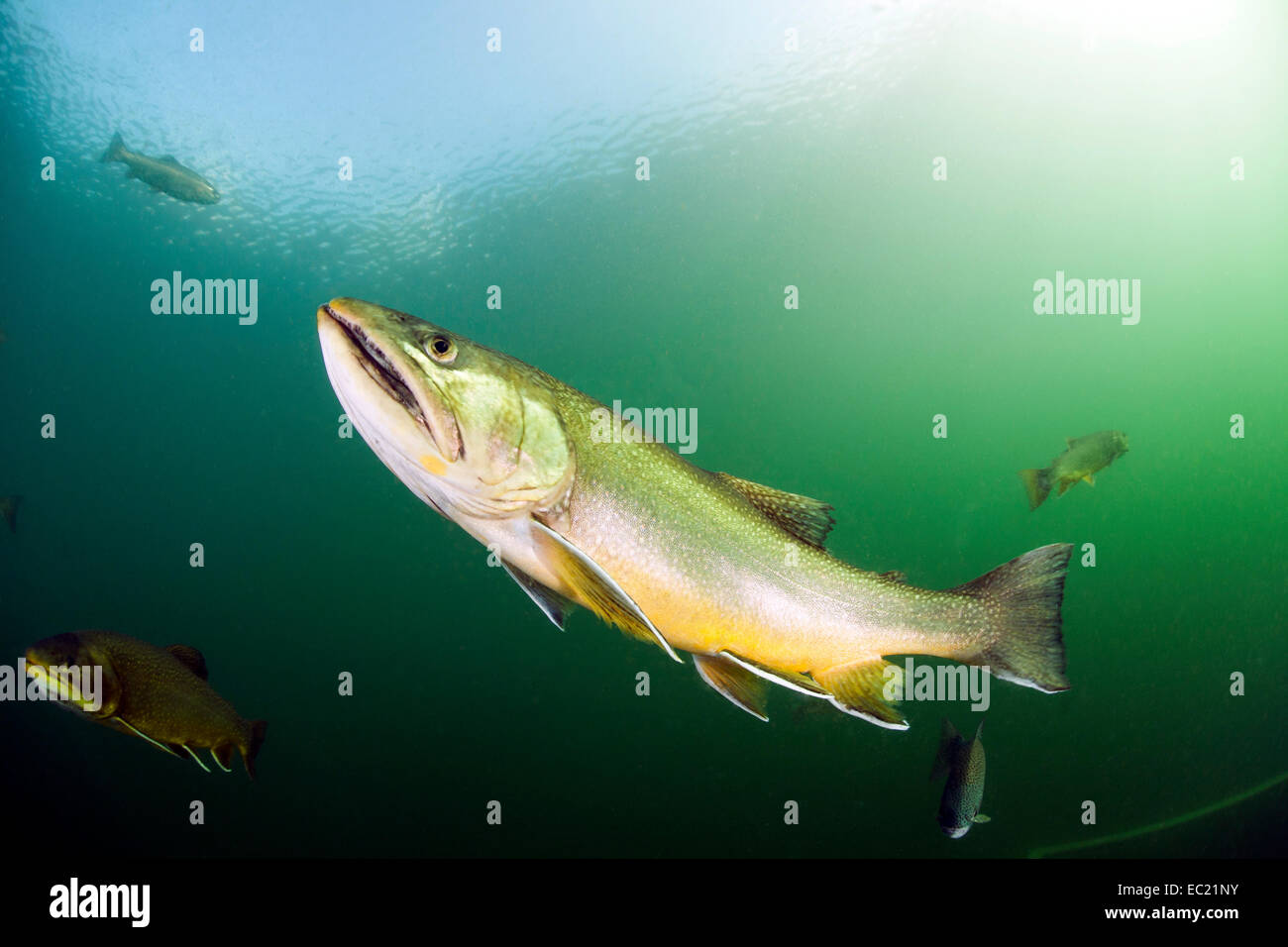Brook trout (Salvelinus fontinalis), Lake Grüblsee, Styria, Austria ...
