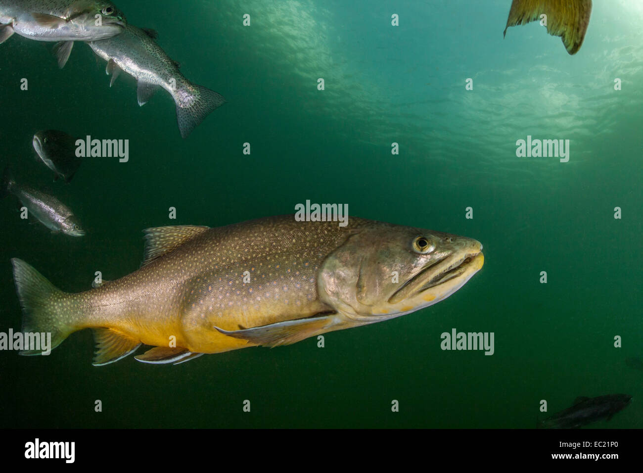 Brook trout underwater hi-res stock photography and images - Alamy