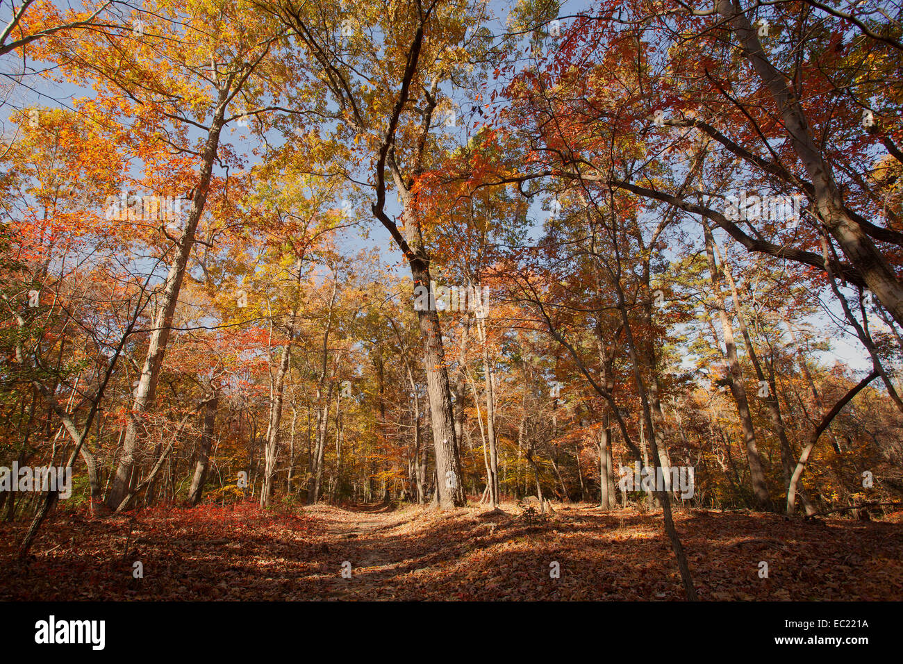 A view of trail through a forest in North Carolina with colorful ...