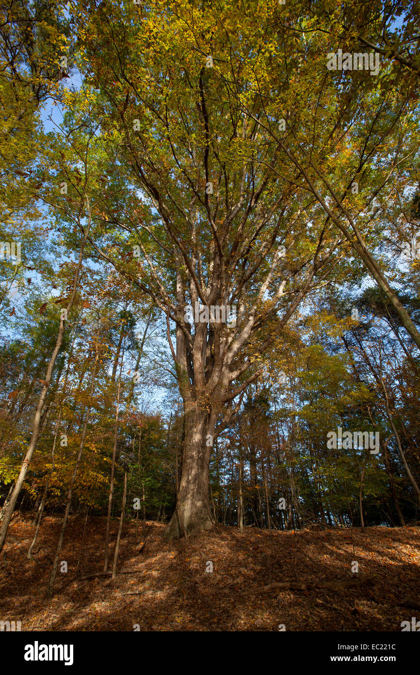 A large oak tree during fall in a forest in North Carolina Stock Photo ...