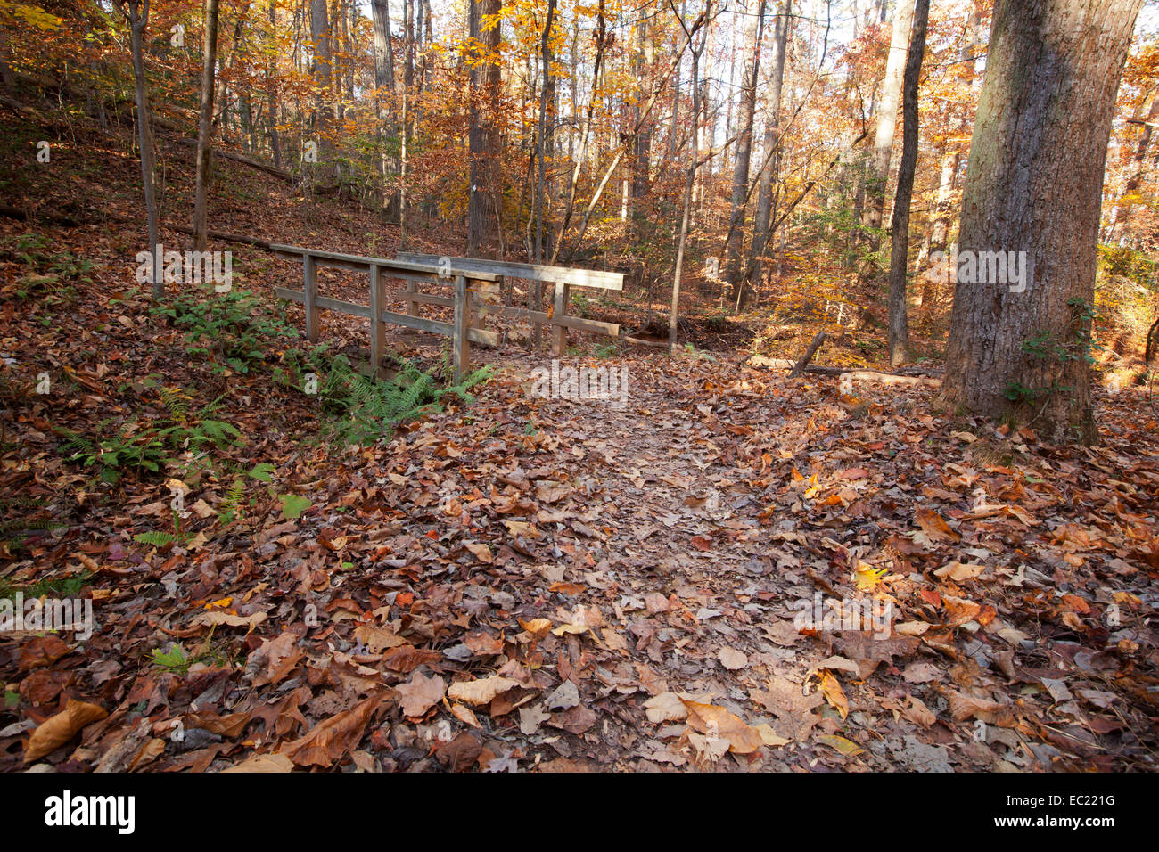 A view of trail through a forest in North Carolina with colorful ...