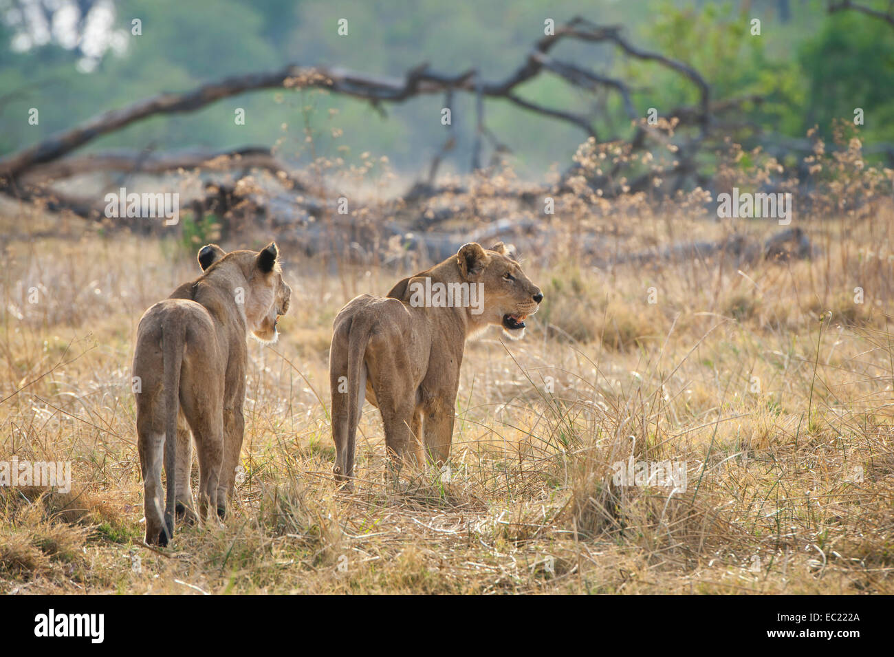 Lion two lionesses hi-res stock photography and images - Alamy
