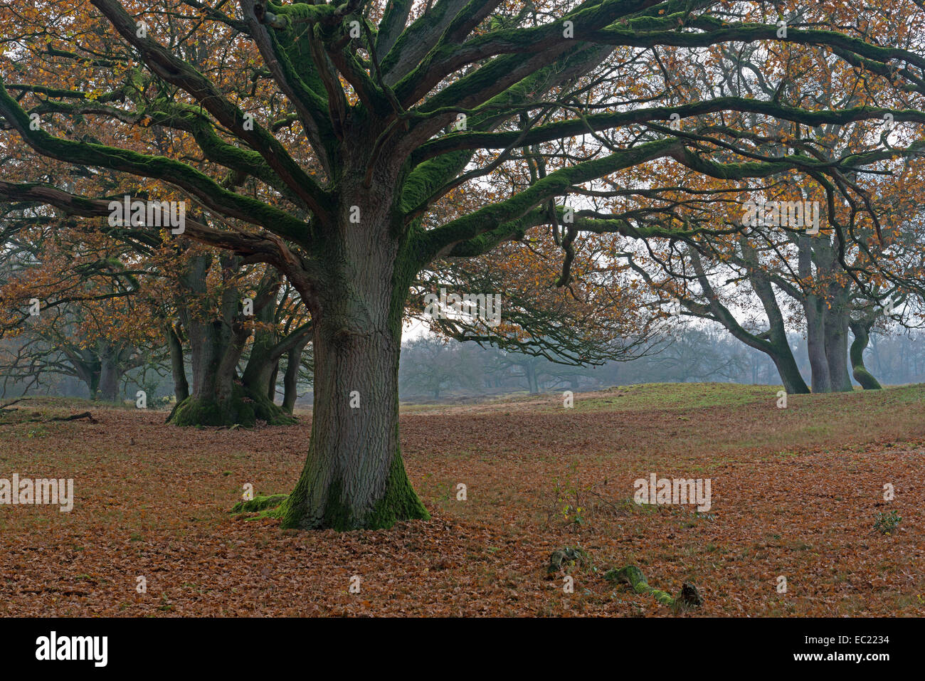 Old wood pasture (Quercus robur), Borkener Paradies nature reserve ...