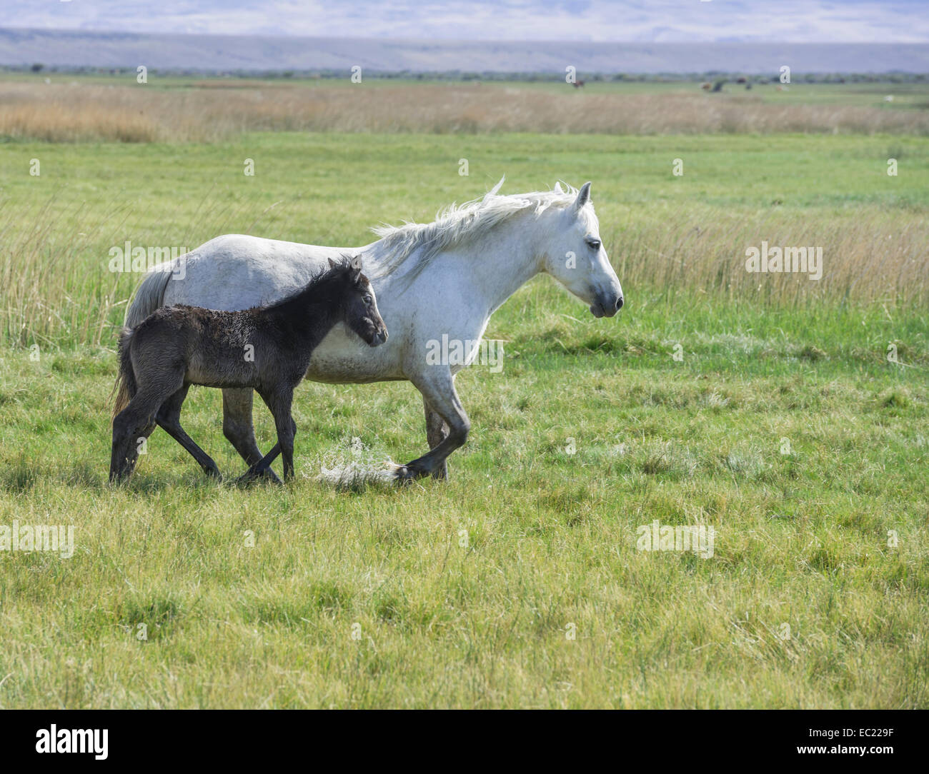 Mare with foal running side by side hi-res stock photography and images ...