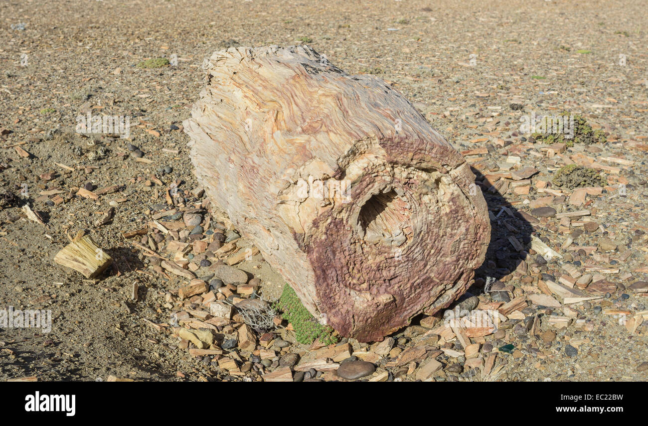 Petrified forest Bosque Petrificado National Monument, Sarmiento ...