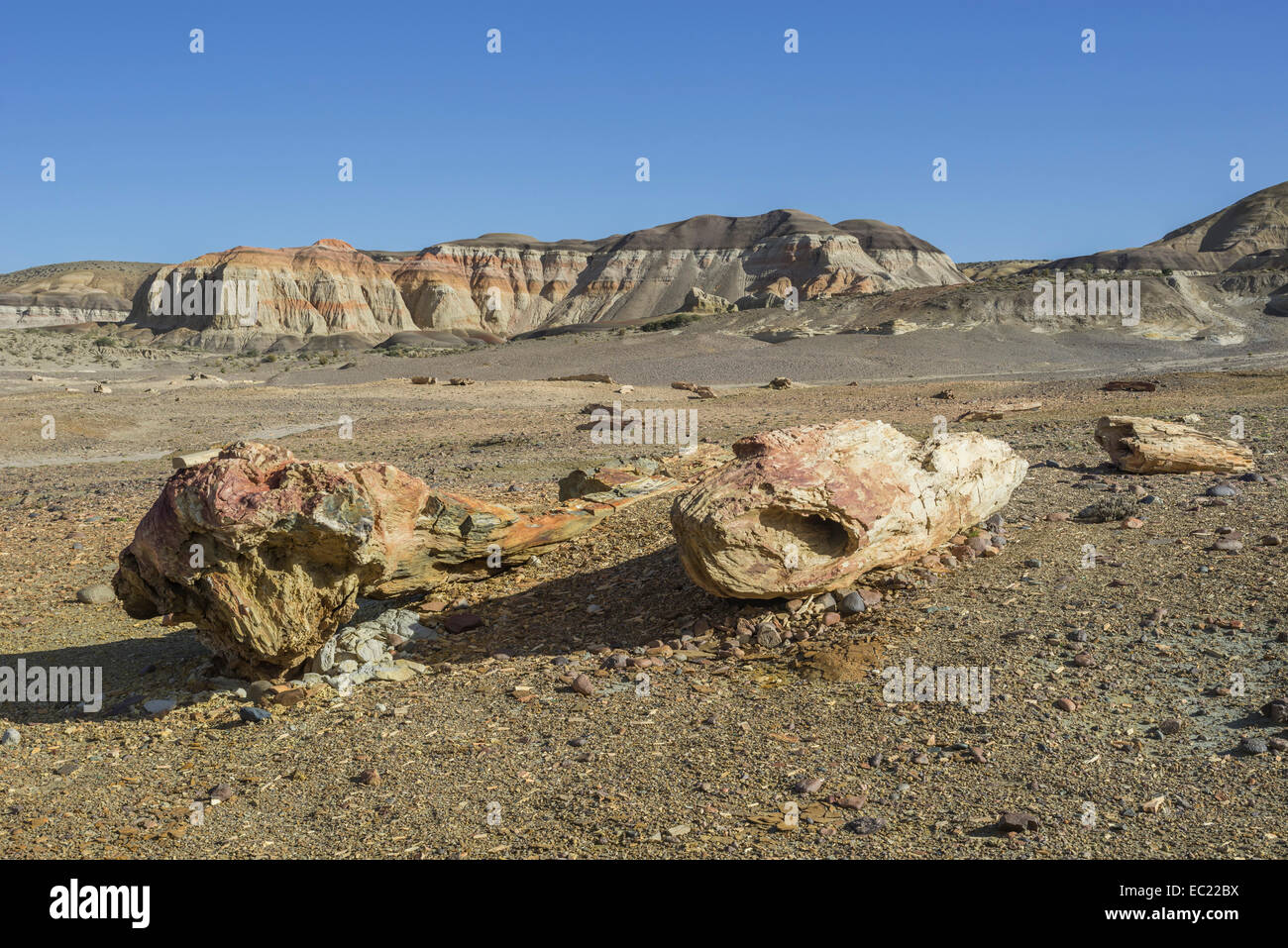 Petrified forest Bosque Petrificado National Monument, Sarmiento ...