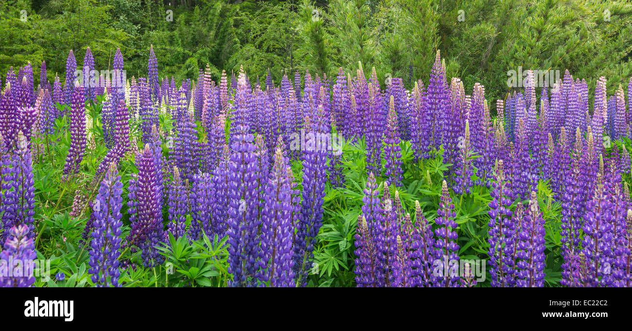 Lupines (Lupinus sp.), Neuquén Province, Argentina Stock Photo - Alamy