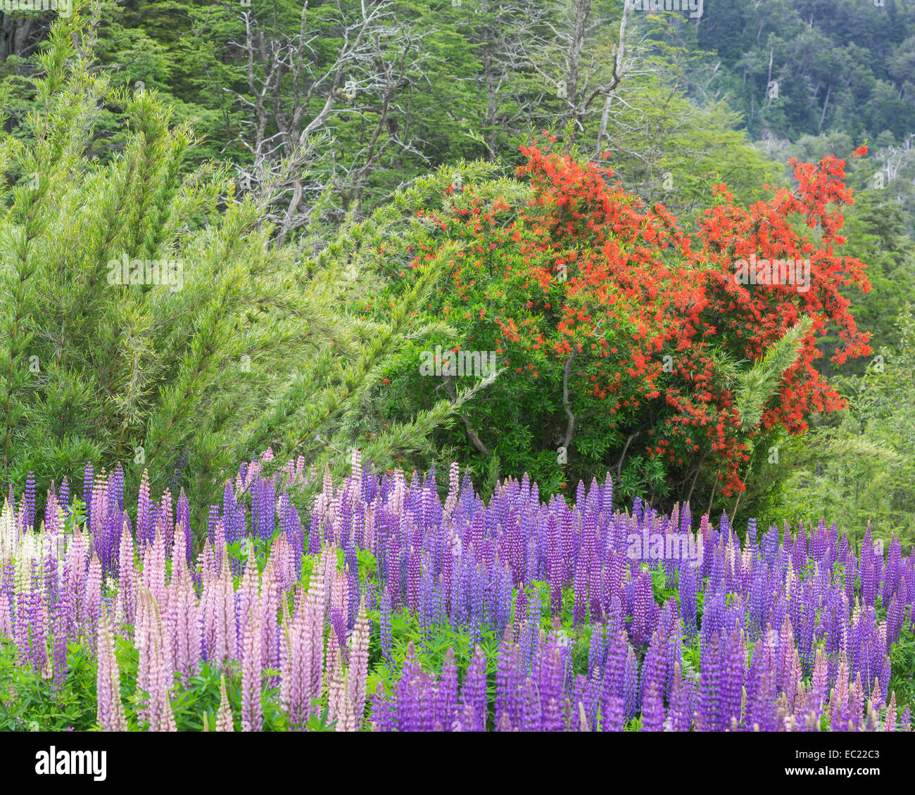 Chilean firetree hi-res stock photography and images - Alamy