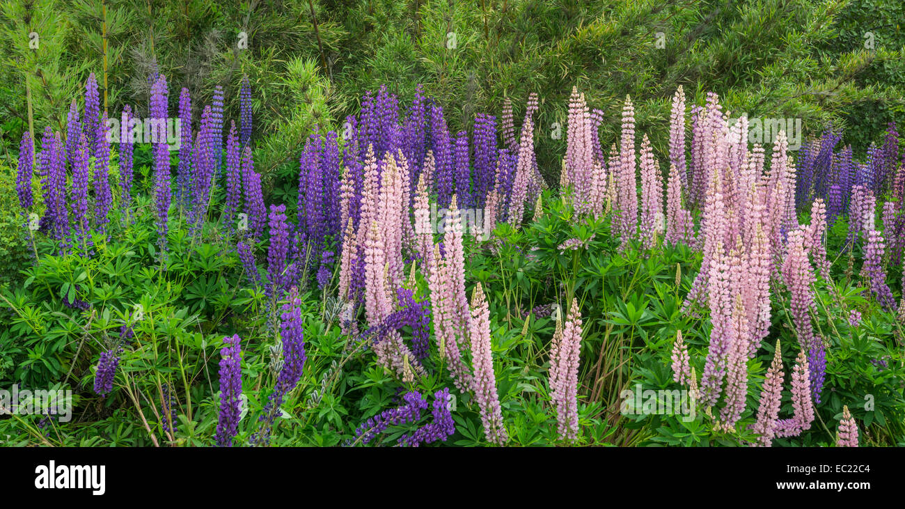 Lupines lupinus sp hi-res stock photography and images - Alamy