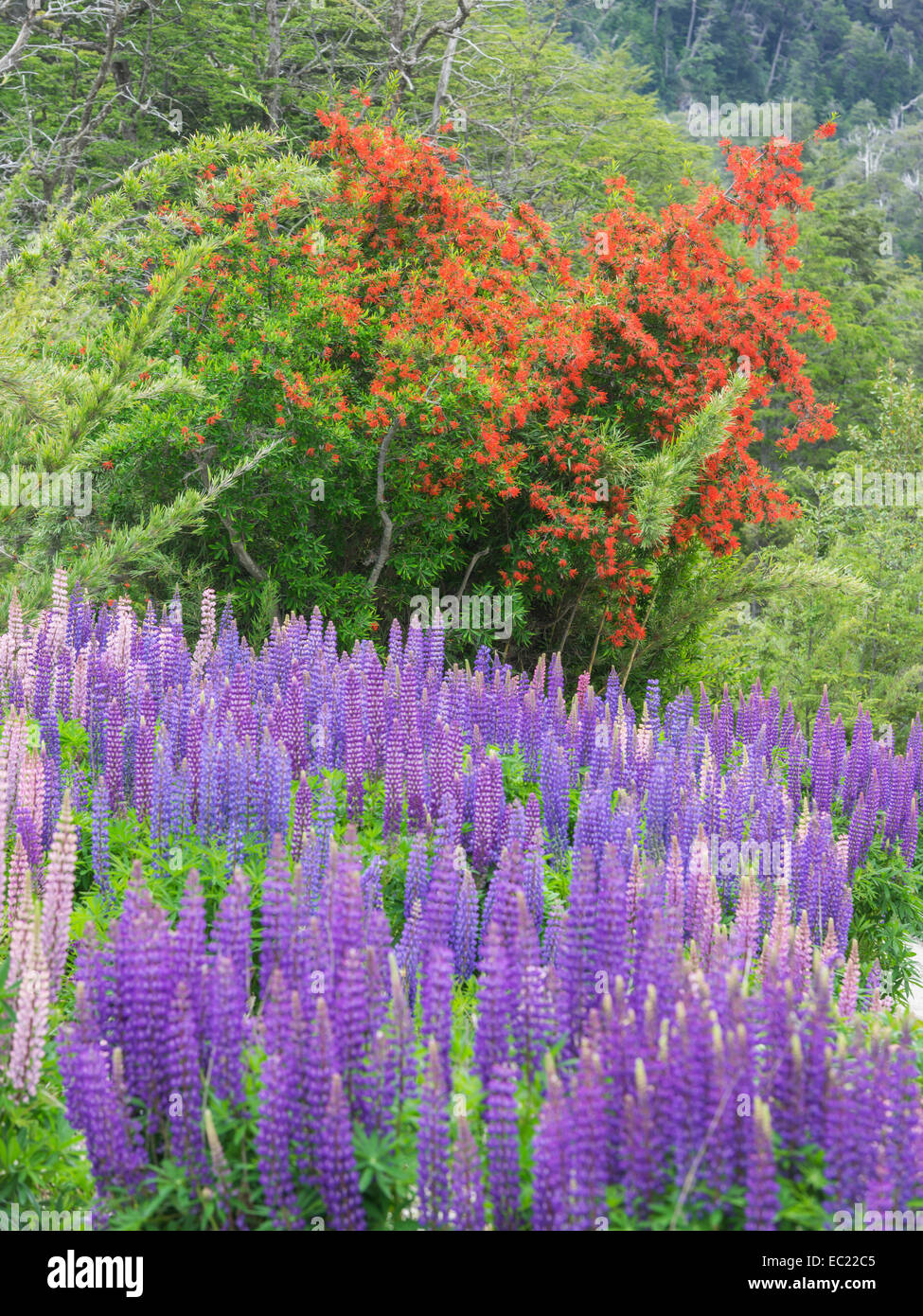 Chilean firetree hi-res stock photography and images - Alamy
