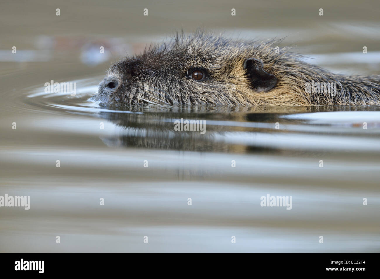 Nutria (Myocastor coypus) in a lake in Leipzig, Saxony, Germany Stock ...