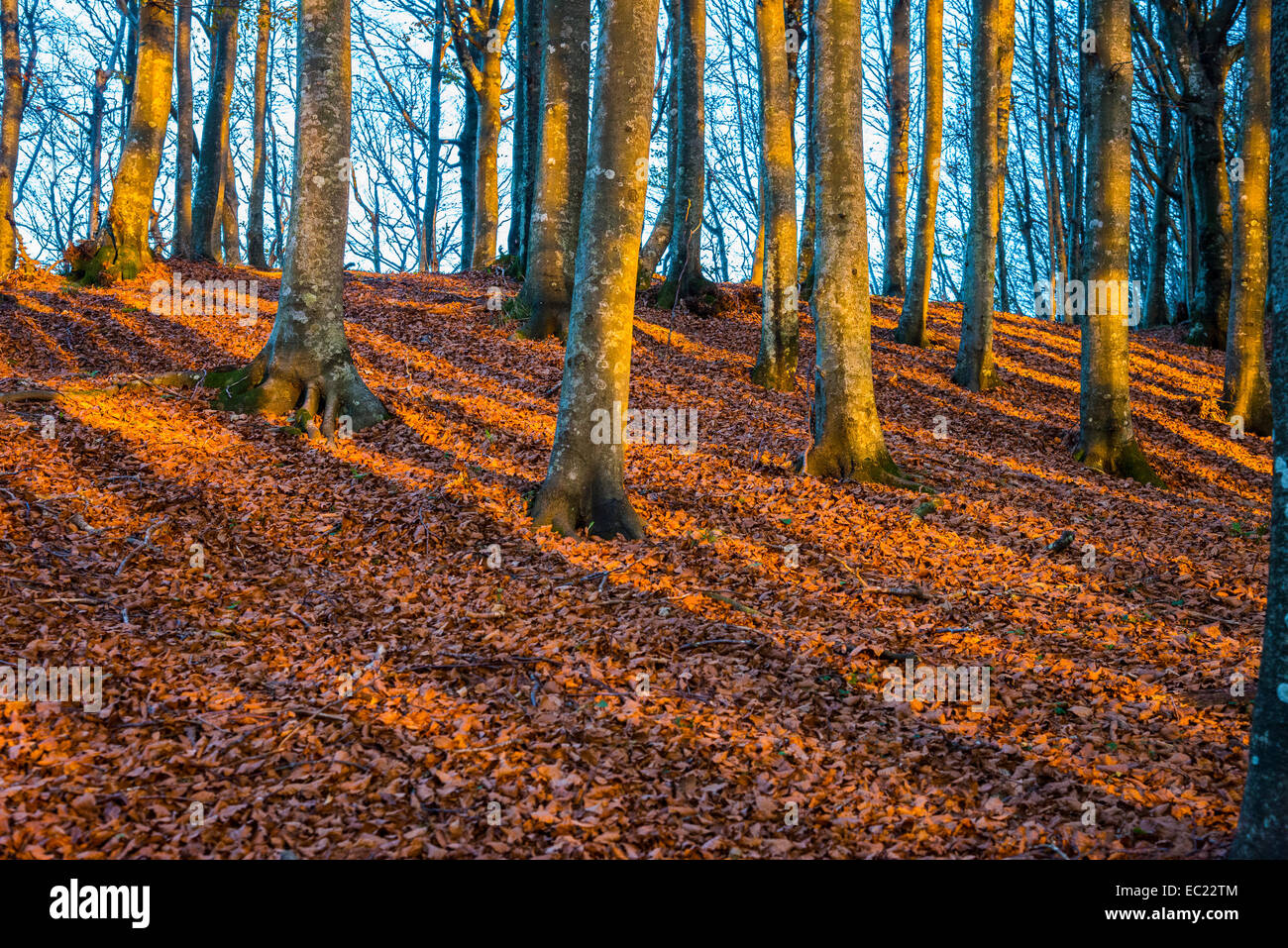 Shadows of trunks on autumn leaves in evening light, Foreste ...