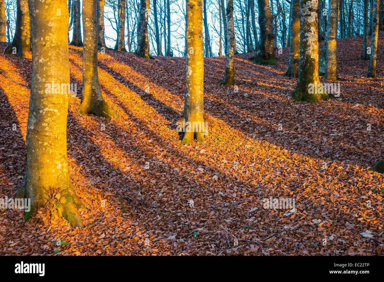 Light and shadow on leaves hi-res stock photography and images - Alamy
