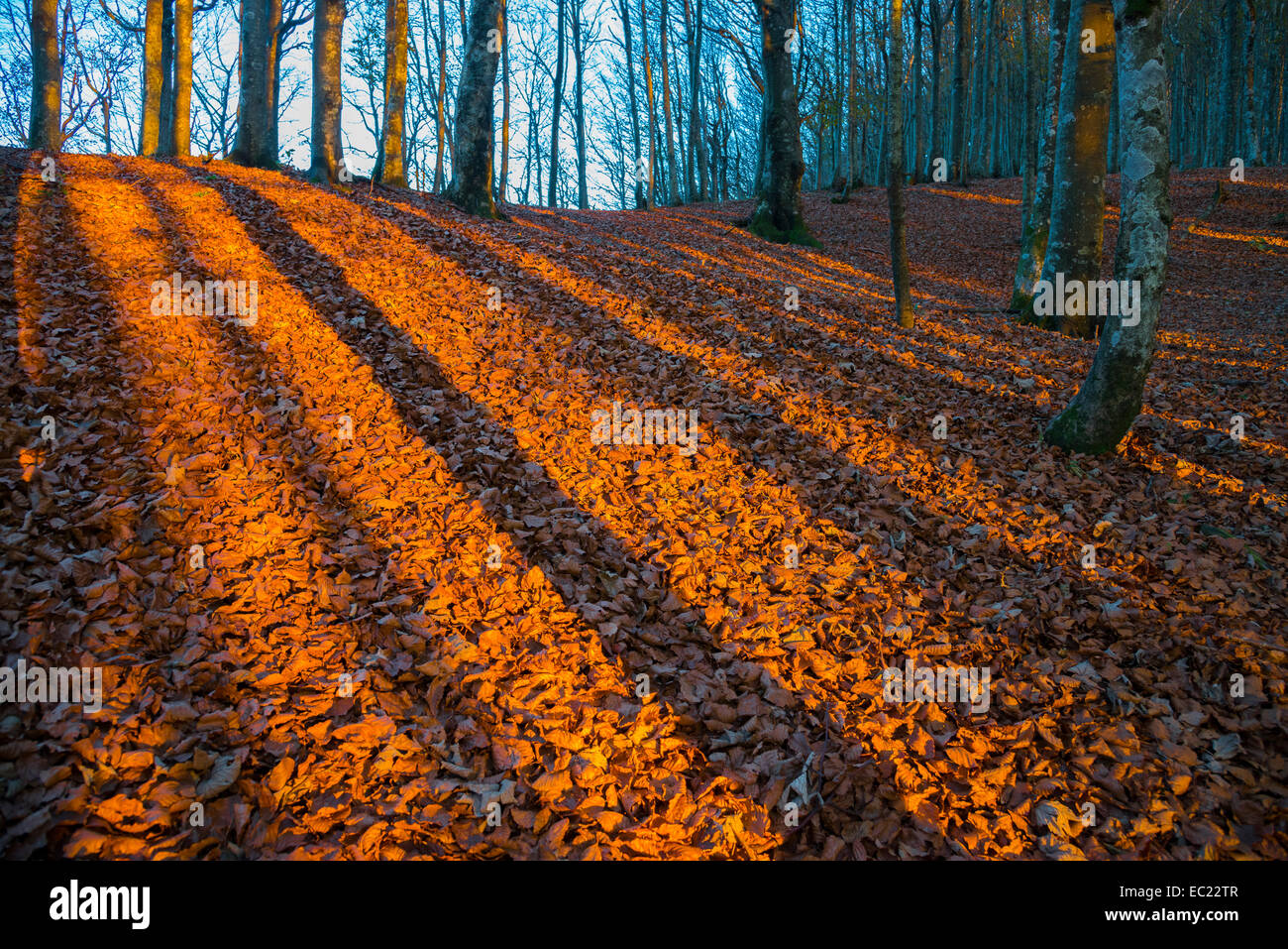 Light and shadow on leaves hi-res stock photography and images - Alamy