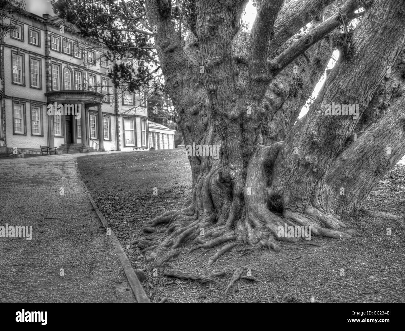English Yew Tree High Resolution Stock Photography and Images - Alamy