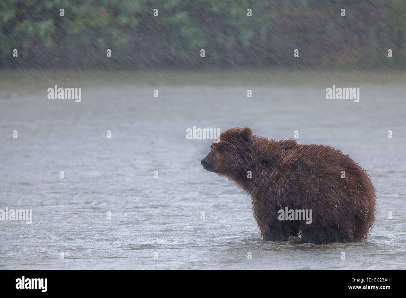 Bear in the rain hi-res stock photography and images - Alamy