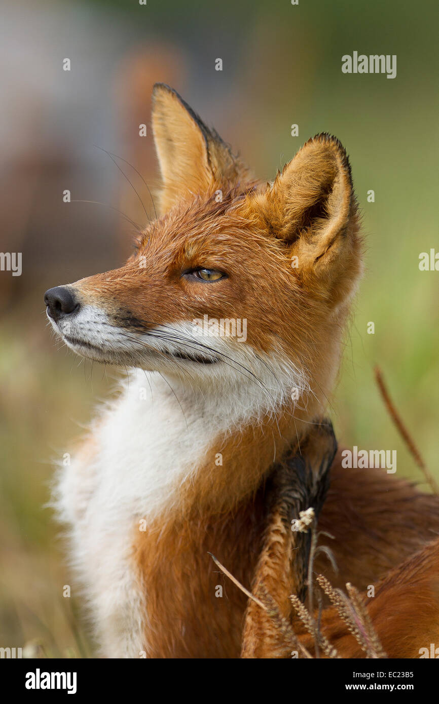 Vulpes red fox russia hi-res stock photography and images - Alamy