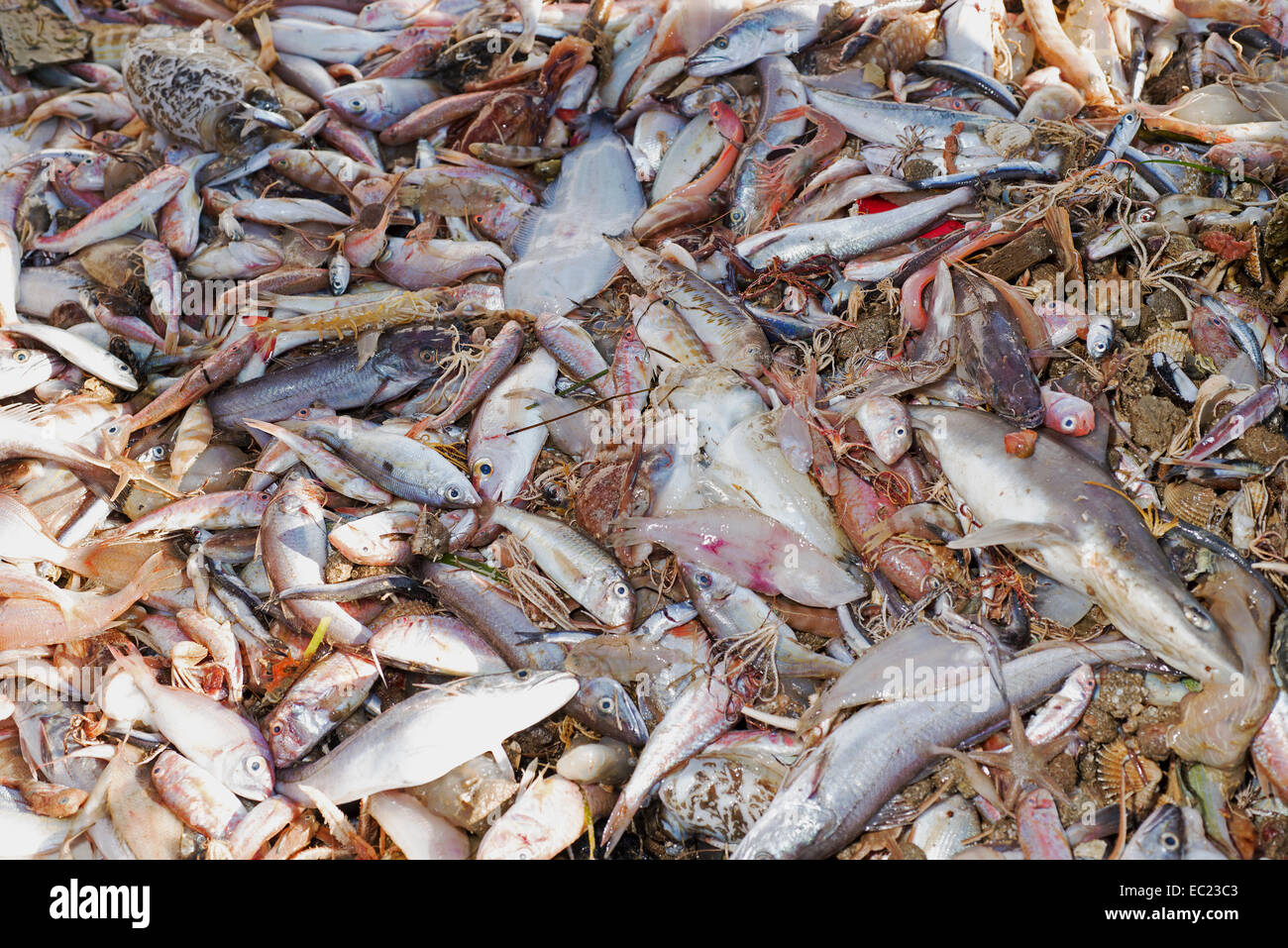 Overfishing hi-res stock photography and images - Alamy