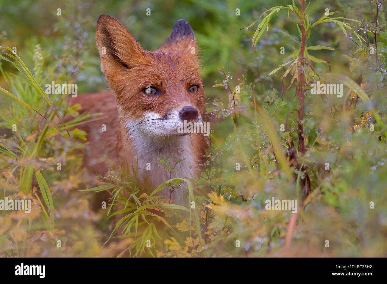 Vulpes vulpes russia hi-res stock photography and images - Alamy