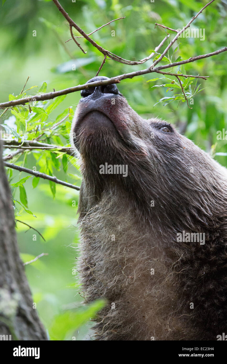 Sniffing bear hi-res stock photography and images - Alamy