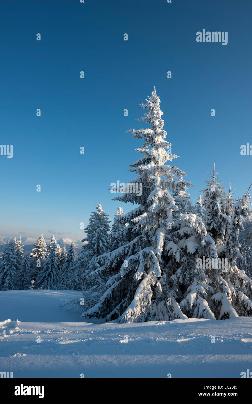 Snow covered trees, winter landscape on the Gaisberg, Salzburg, Austria ...