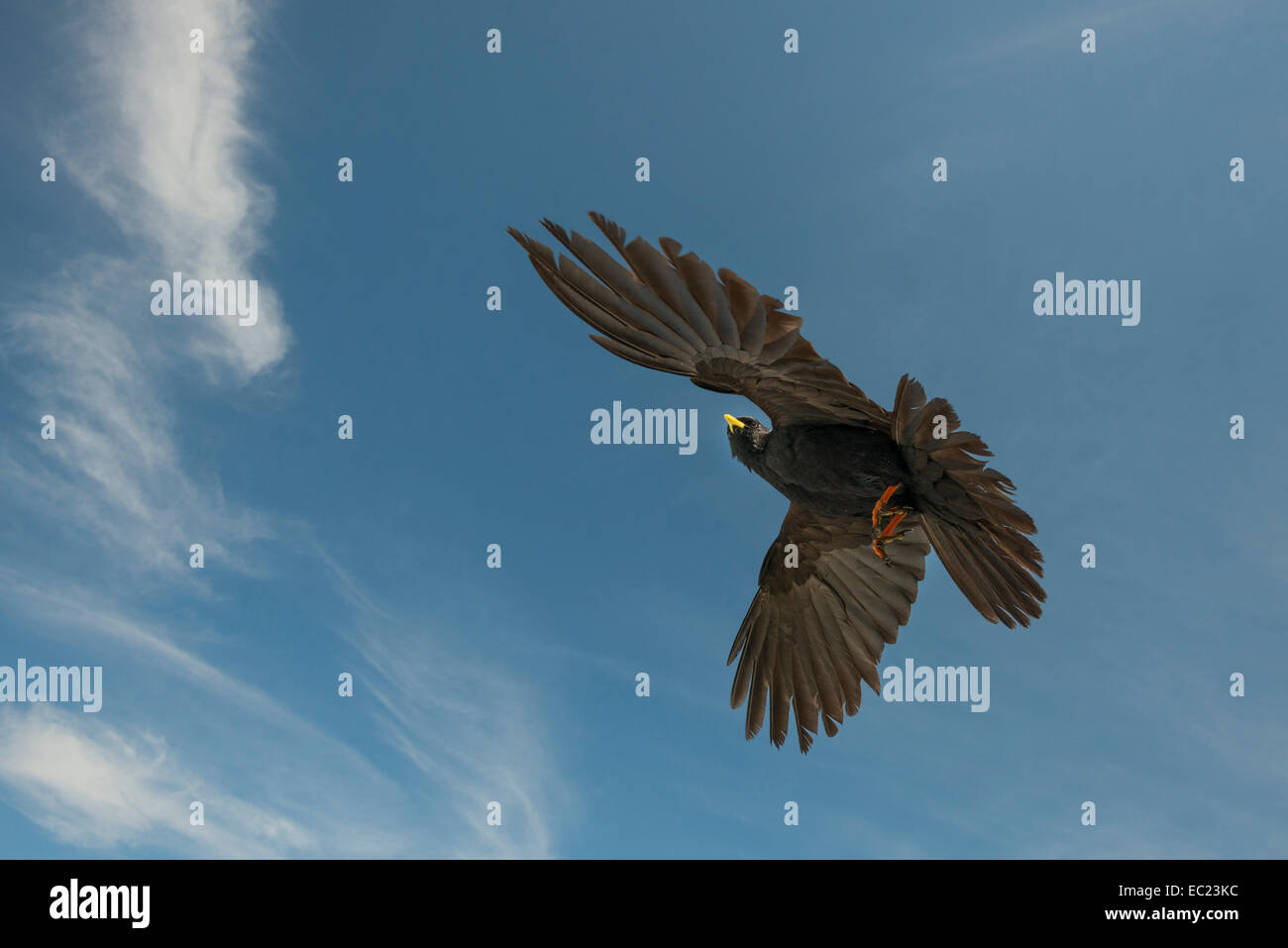 Alpine Chough (Pyrrhocorax graculus) in flight, Unterberg, Salzburg ...