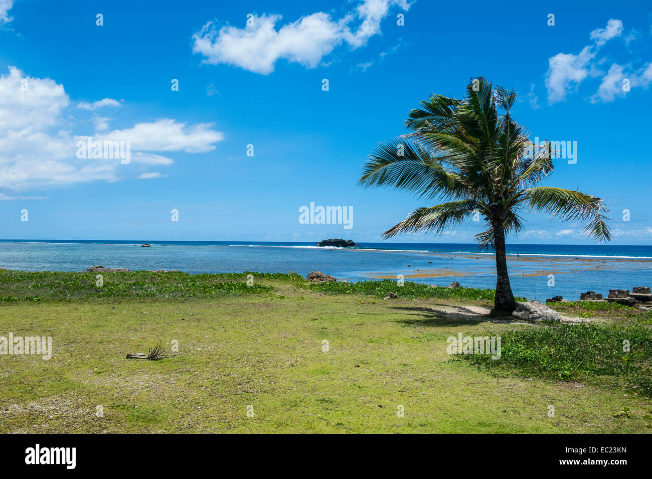 Solitary Palm tree, War in the Pacific National Historical Park, Guam ...
