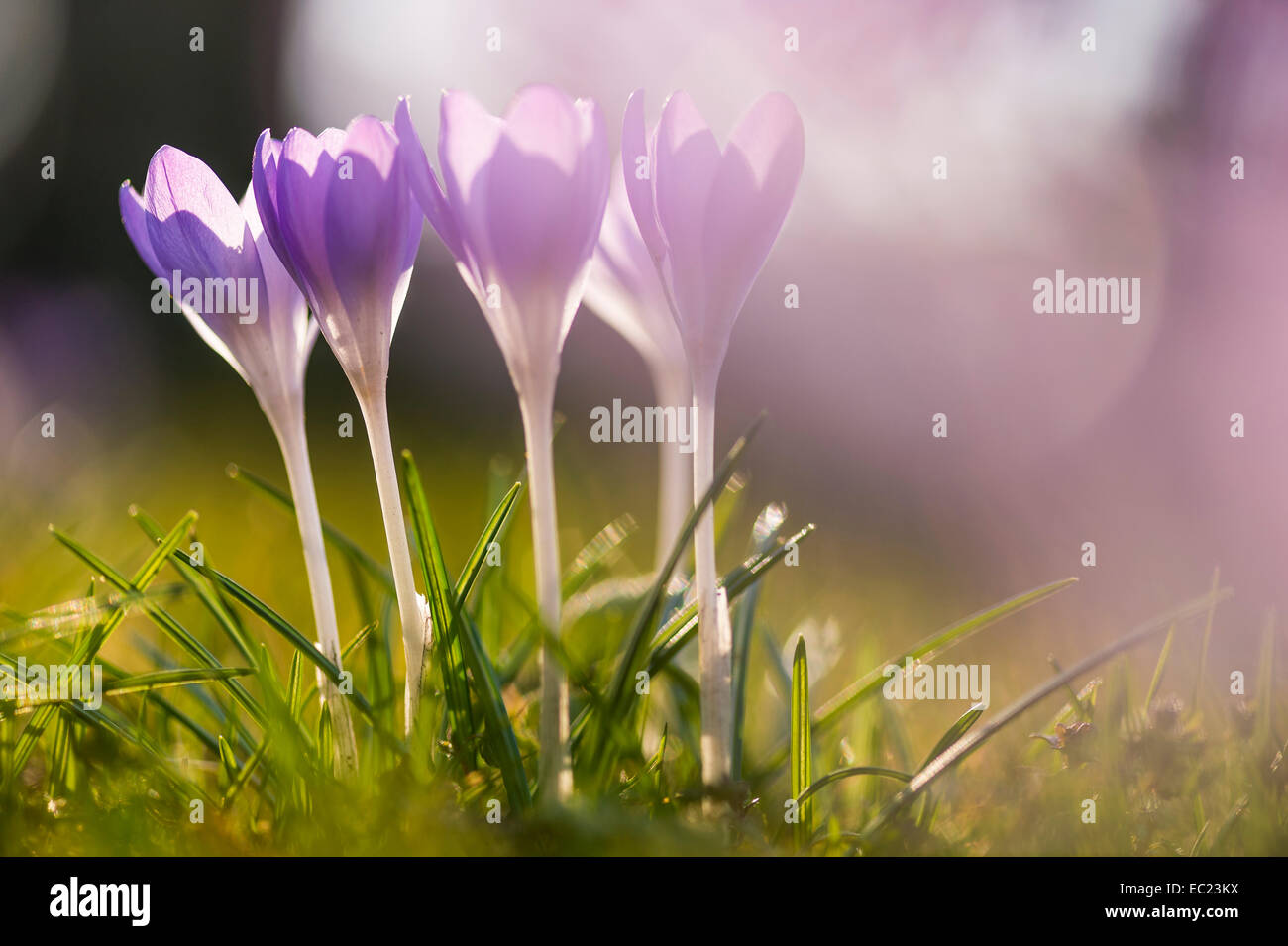 Crocus meadow hi-res stock photography and images - Alamy